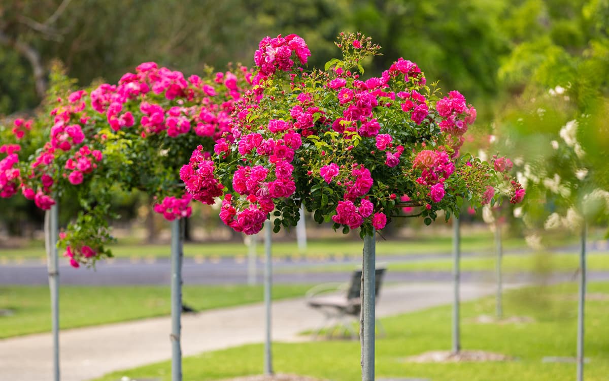 Explore Burial Plots & Memorials at Springvale Botanical… | SMCT