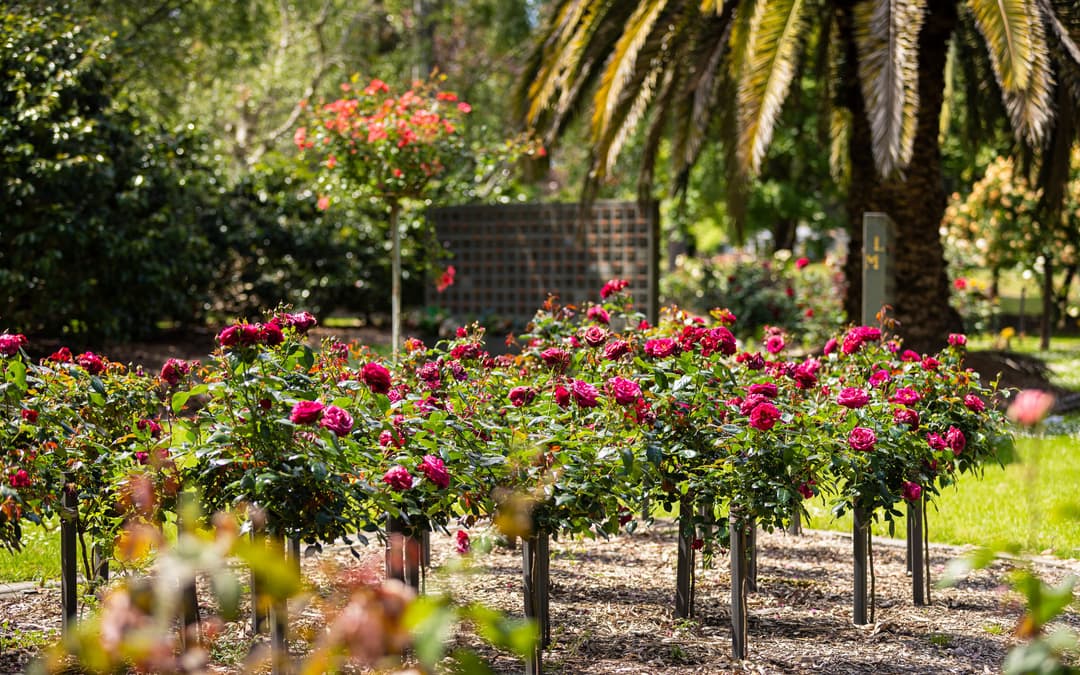 Springvale Botanical Cemetery | SMCT