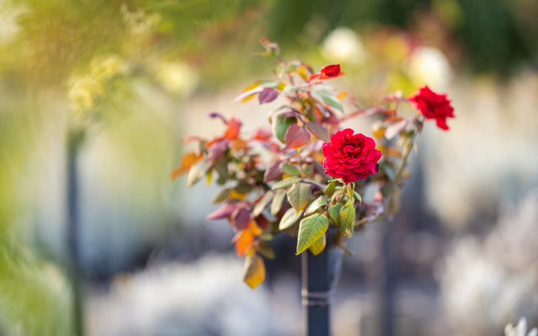 Nature Cremation Memorials | SMCT