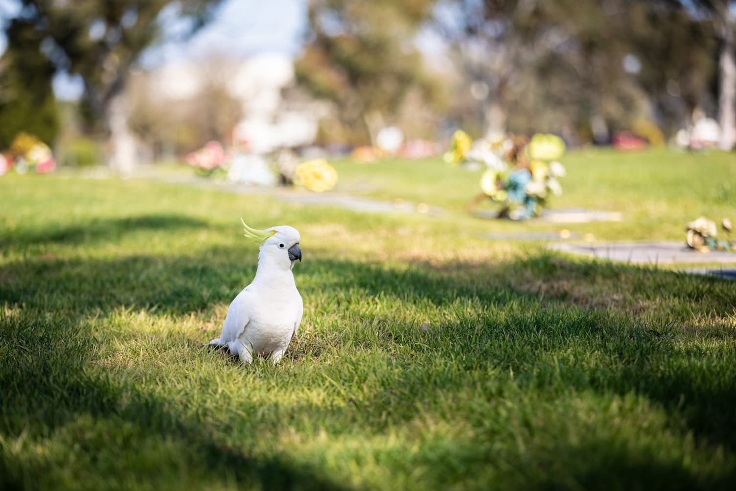 Bunurong Memorial Park | SMCT
