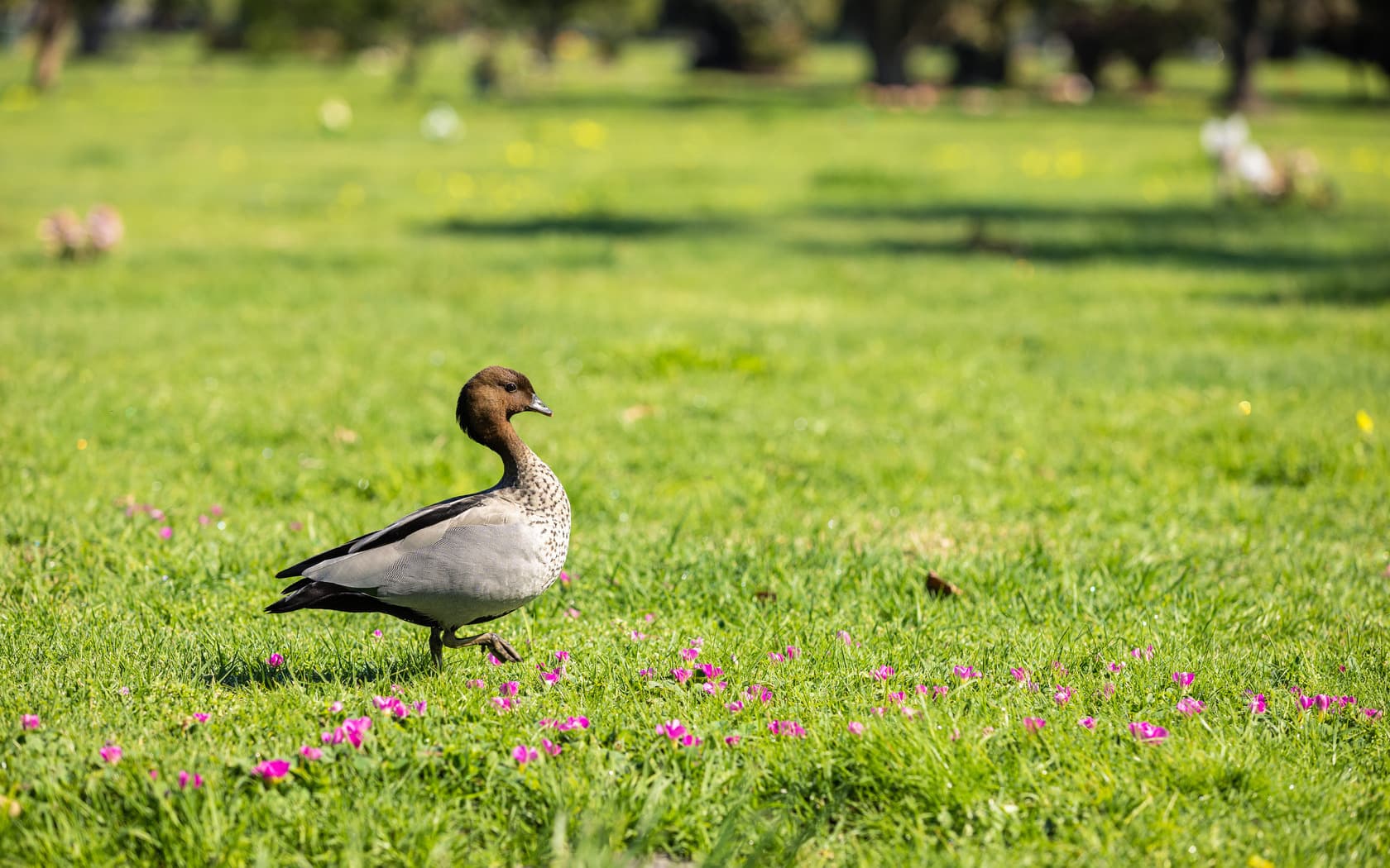 Cheltenham Memorial Park | SMCT