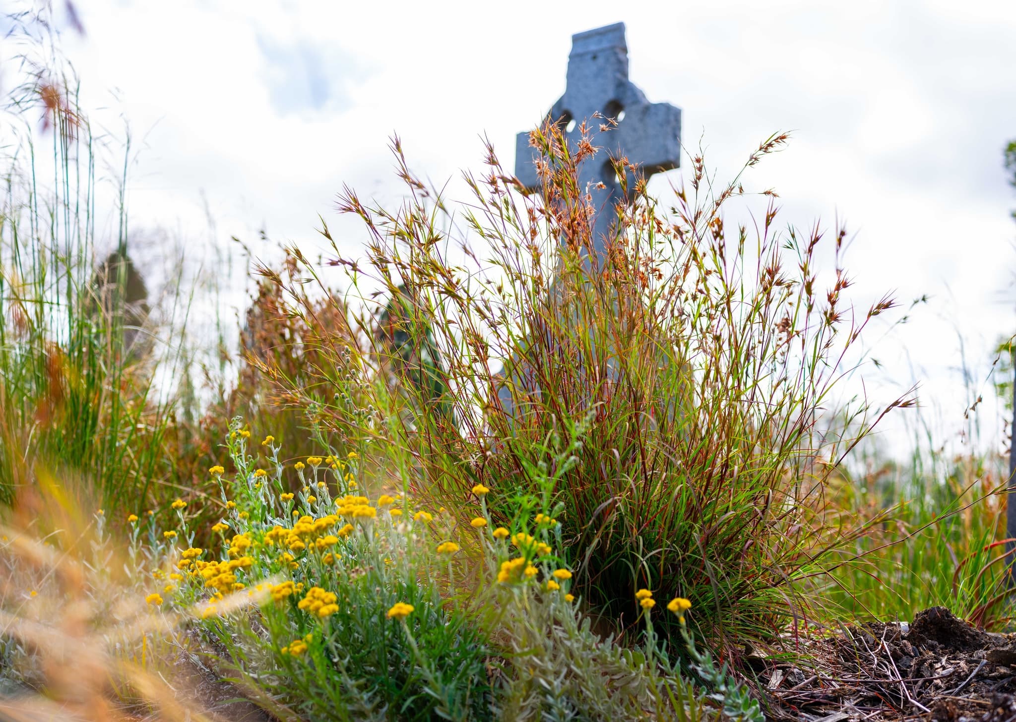 Grasslands Finalist in Banksia Awards | SMCT