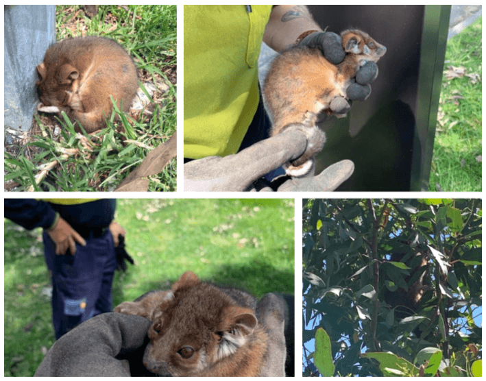 A memorable encounter at Bunurong Memorial Park | SMCT